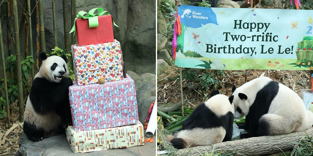Pandas in Singapore Pandas in Singapore